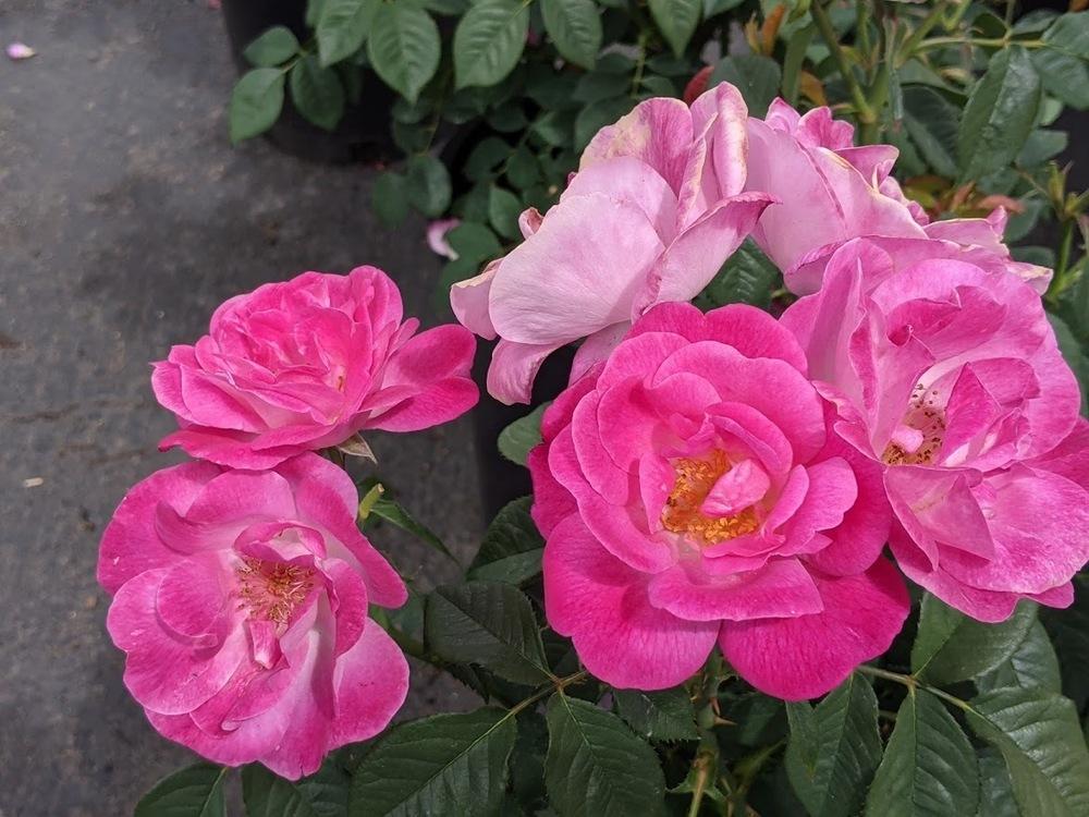 Photo of the entire plant of Rose (Rosa 'Easy To Please') posted by Joy ...