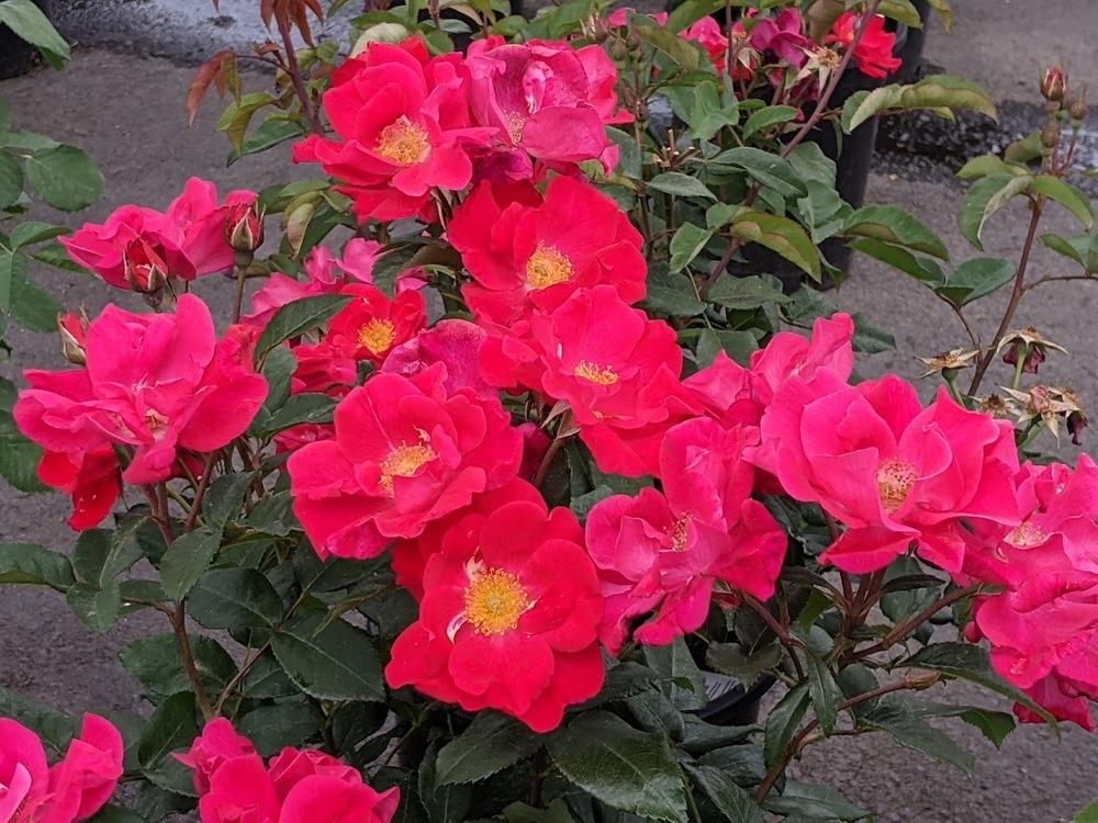 Rose (Rosa 'Top Gun 2013') in the Roses Database - Garden.org