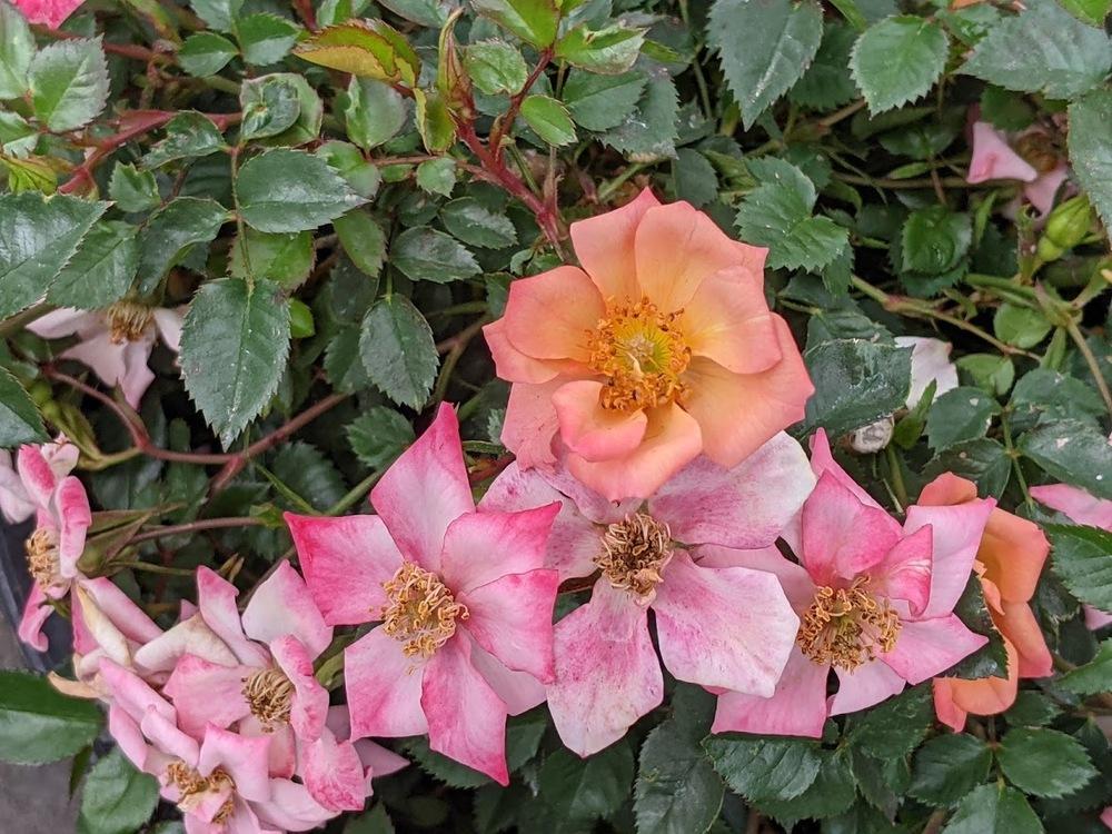 Rose (Rosa 'Sunset Happy Trails') in the Roses Database - Garden.org