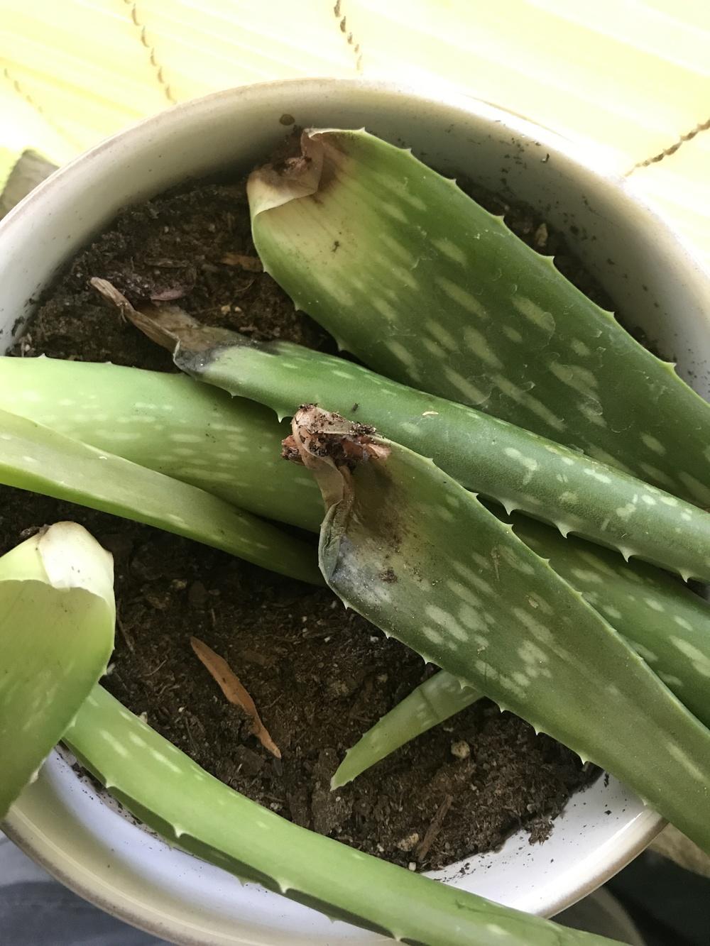 Dead aloe vera plants in the Ask a Question forum - Garden.org