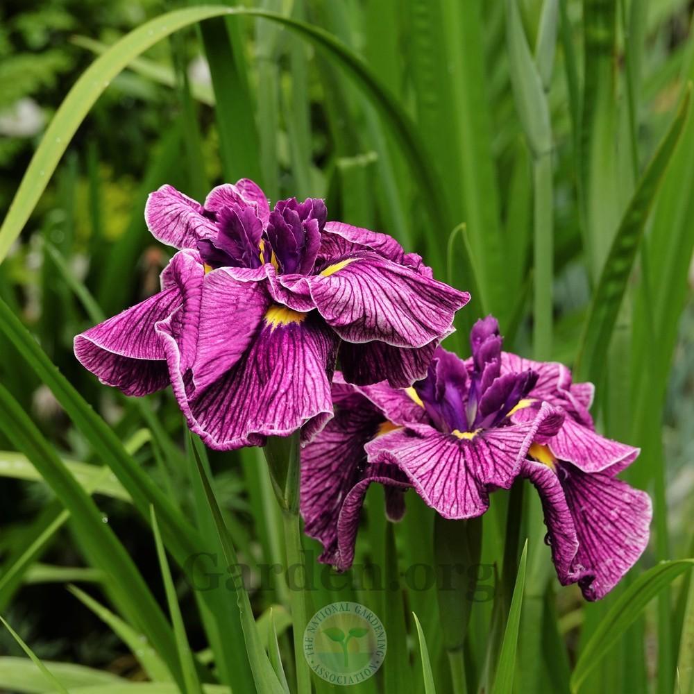 Japanese Iris (Iris ensata 'Raspberry Candy') in the Irises Database ...