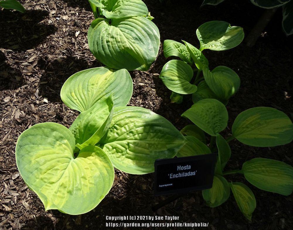 Hosta 'Enchiladas' in the Hostas Database - Garden.org