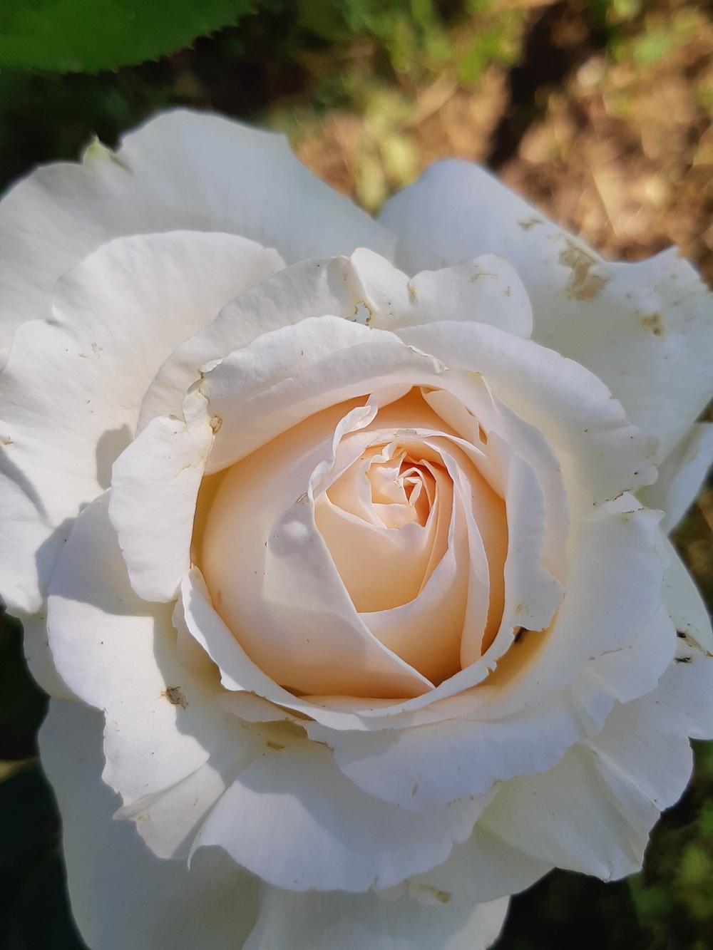 Rose (Rosa 'Elvis') in the Roses Database - Garden.org