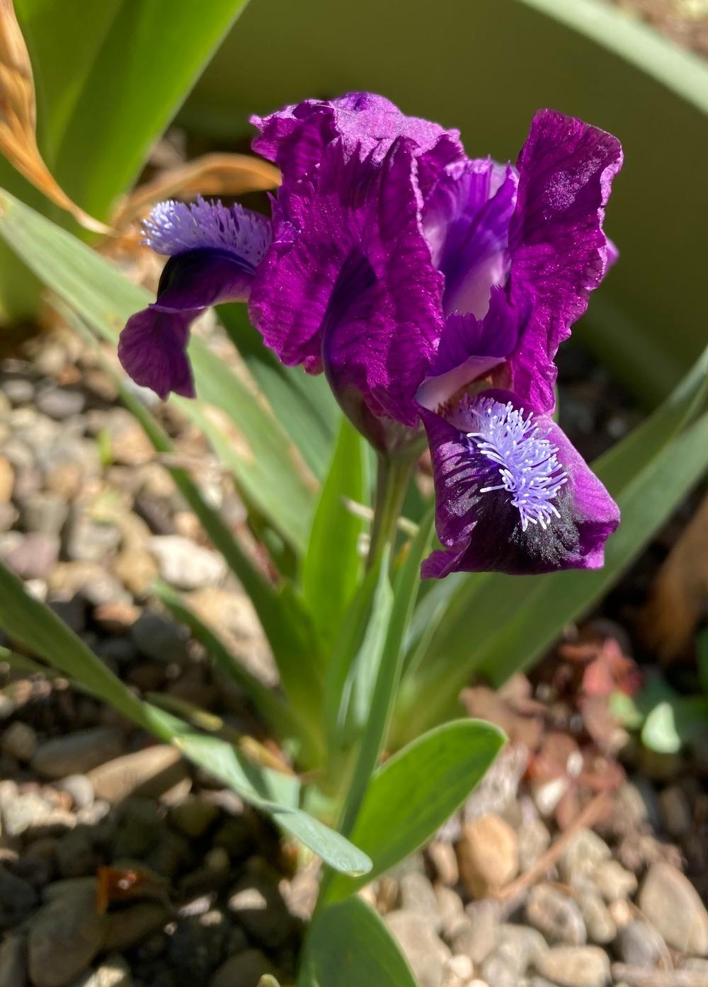 Miniature Dwarf Bearded Iris (Iris 'Royal Wonder') in the Irises ...
