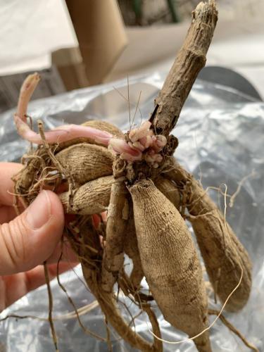 Gall identification in the Dahlias forum - Garden.org