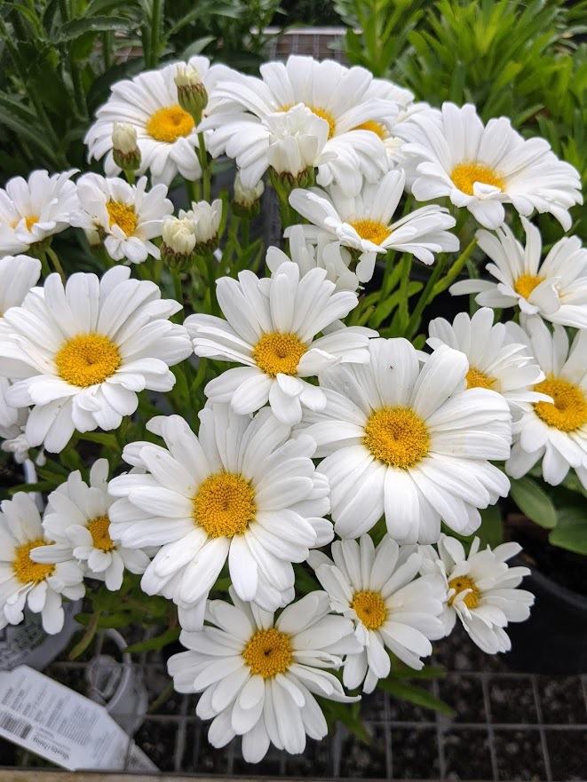 Shasta Daisy (Leucanthemum x superbum Western Star™ Leo) in the Shasta ...