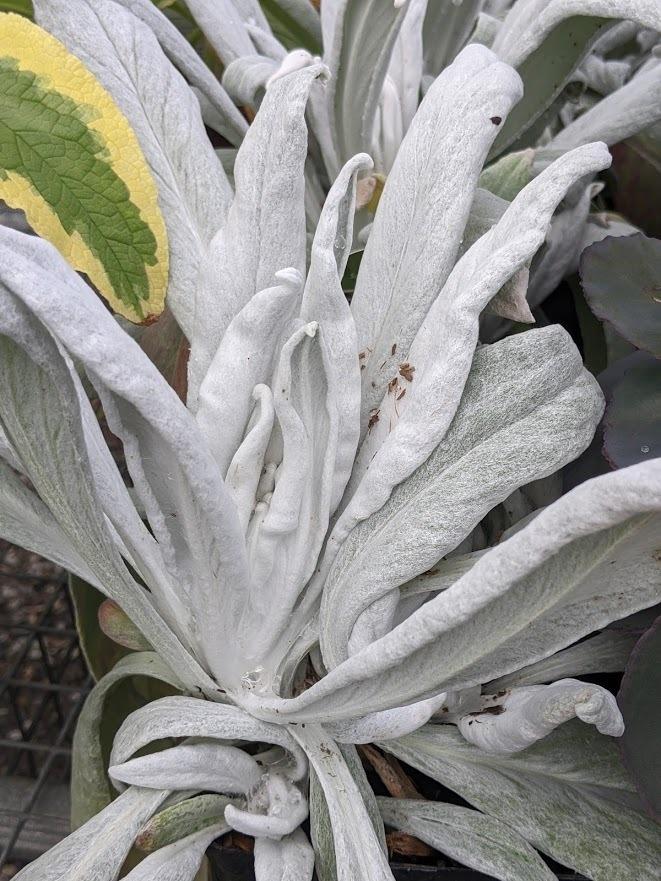 Senecio niveoaurus 'Silver Slipper' - Garden.org