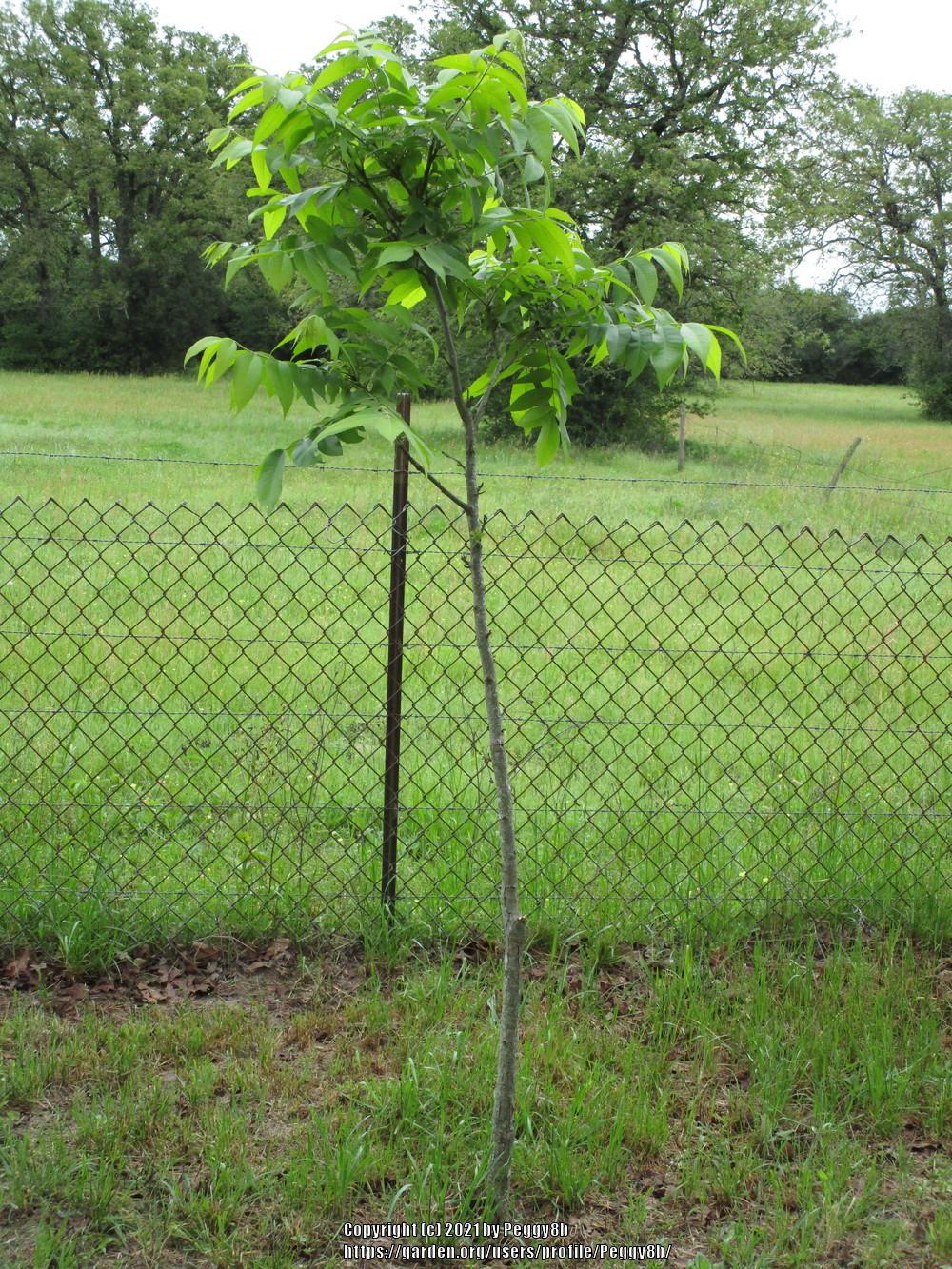 Pecans: Plant Care and Collection of Varieties - Garden.org