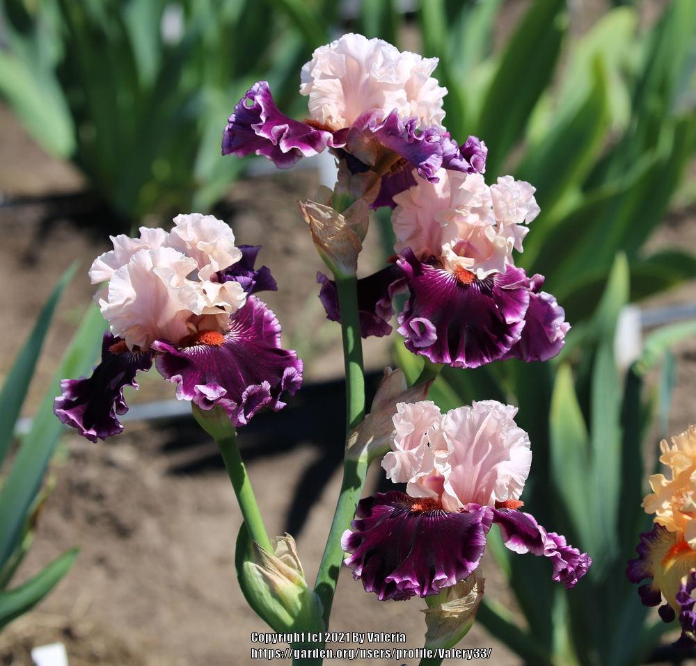 Photo of the bloom of Tall Bearded Iris (Iris 'Countess') posted by ...