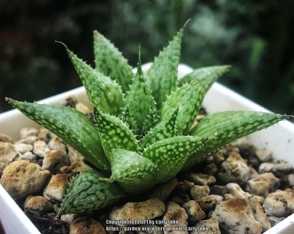 Haworthia 'Michael Cocozza' - Garden.org