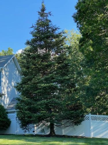 Douglas Fir Dropping Needles question in the Trees and Shrubs forum ...