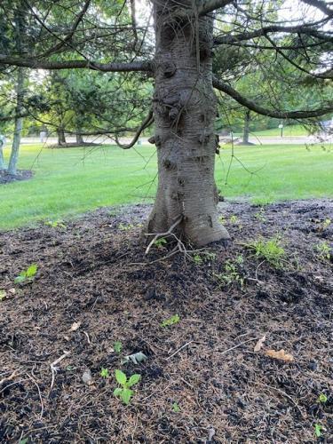 Douglas Fir Dropping Needles question in the Trees and Shrubs forum ...