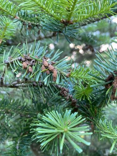 Douglas Fir Dropping Needles question in the Trees and Shrubs forum ...