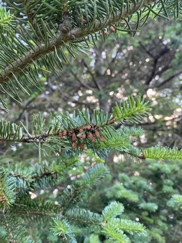 Douglas Fir Dropping Needles question in the Trees and Shrubs forum ...
