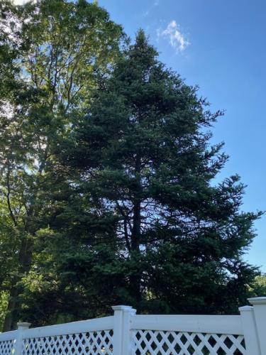 Douglas Fir Dropping Needles question in the Trees and Shrubs forum ...