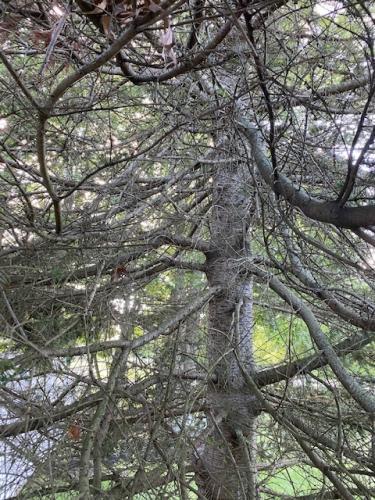 Douglas Fir Dropping Needles question in the Trees and Shrubs forum ...