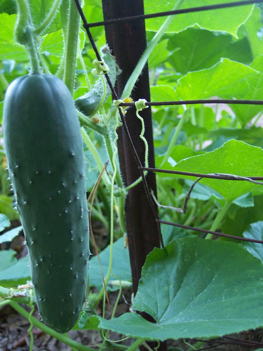 Cucumber (Cucumis sativus 'Bristol') in the Cucumbers Database - Garden.org