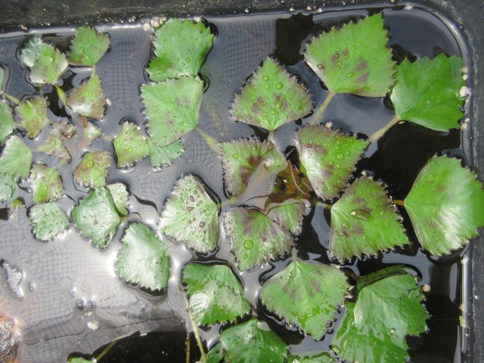 Water Caltrop (Trapa bicornis) - Garden.org