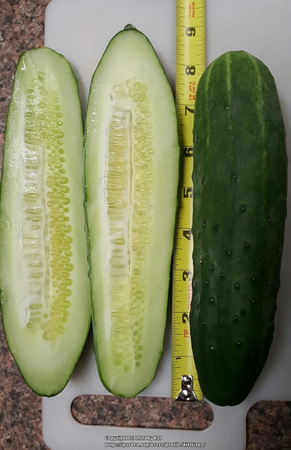 Japanese Cucumber (Cucumis sativus 'Southern Delight') in the Cucumbers ...