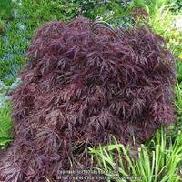 Cutleaf Japanese Maple (Acer palmatum 'Inaba Shidare') - Garden.org