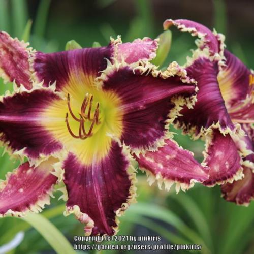Daylily (Hemerocallis 'Bat King') in the Daylilies Database - Garden.org