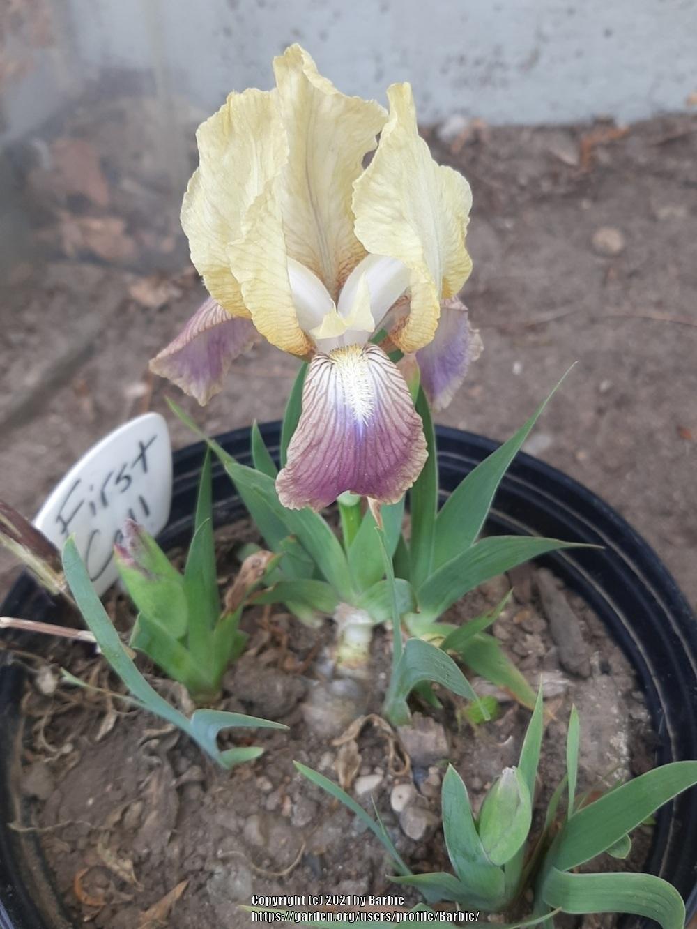 Miniature Dwarf Bearded Iris (Iris 'First Call') in the Irises Database ...