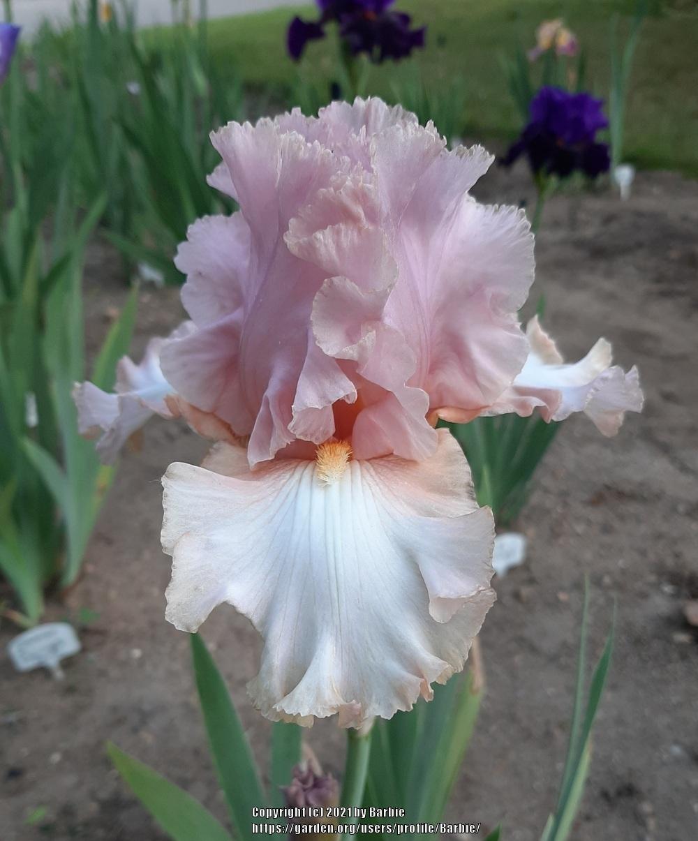 Tall Bearded Iris (Iris 'Designer Gown') in the Irises Database ...