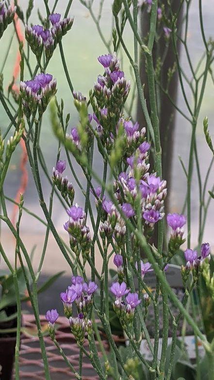 Photo of the bloom of German Statice (Limonium 'Blue Diamond') posted ...