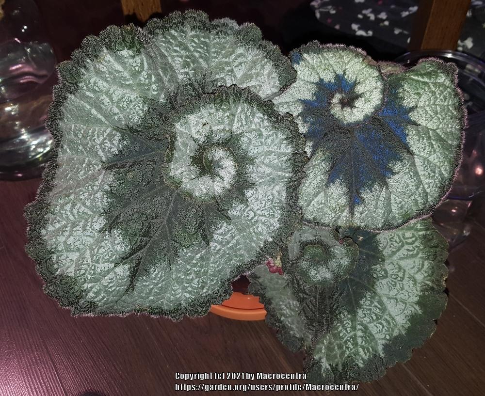 King Begonia (Begonia 'Escargot') in the Begonias Database - Garden.org