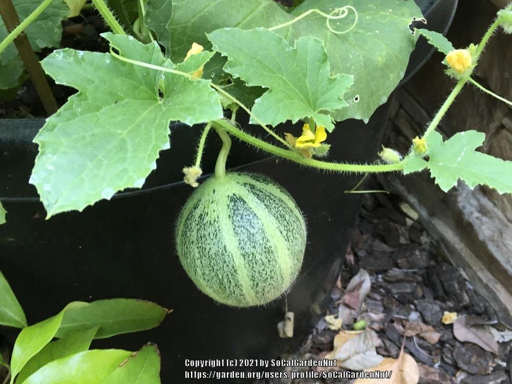 2021 Melon Thread in the Vegetables and Fruit forum - Garden.org