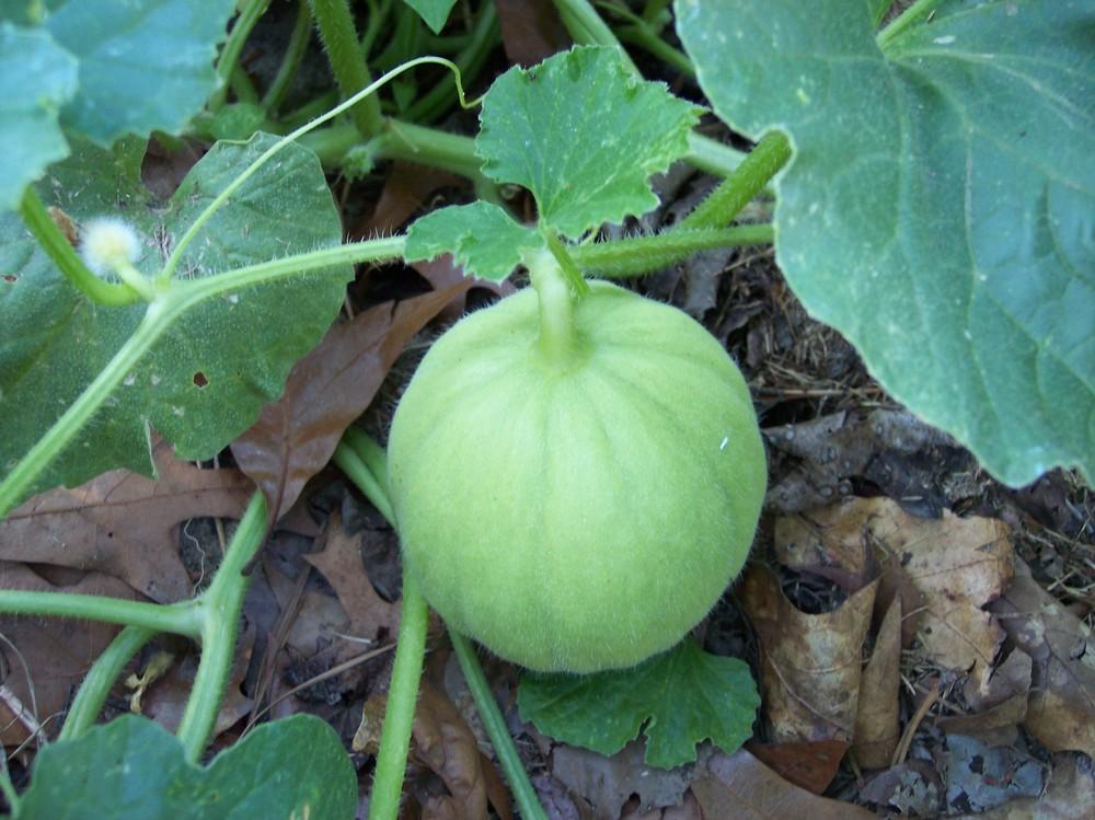 Honey Dew Melon (Cucumis melo var. inodorus 'Dulce Nectar') - Garden.org