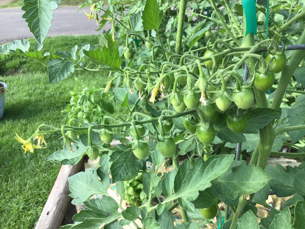 Photo of the fruit of Tomato (Solanum lycopersicum 'Sugar Rush') posted ...