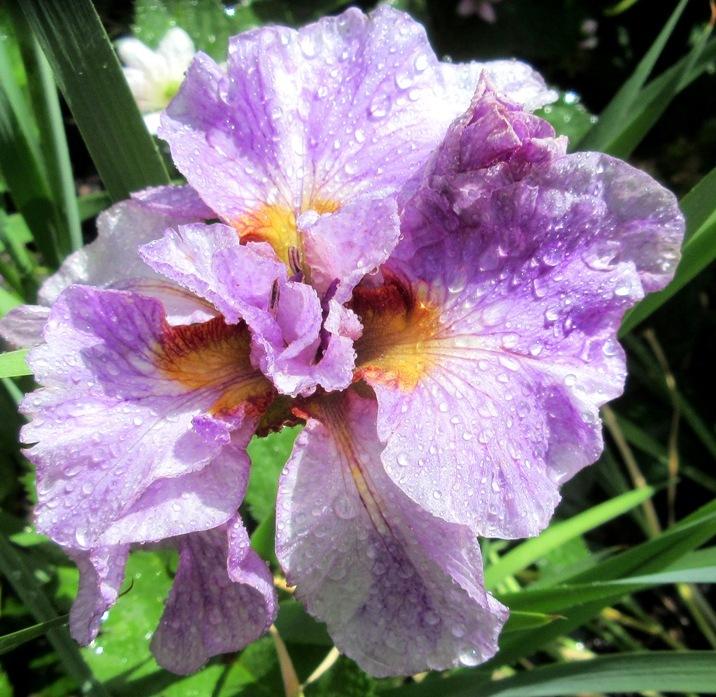 Photo of the bloom of Siberian Iris (Iris 'Longfields Pink Parfait ...