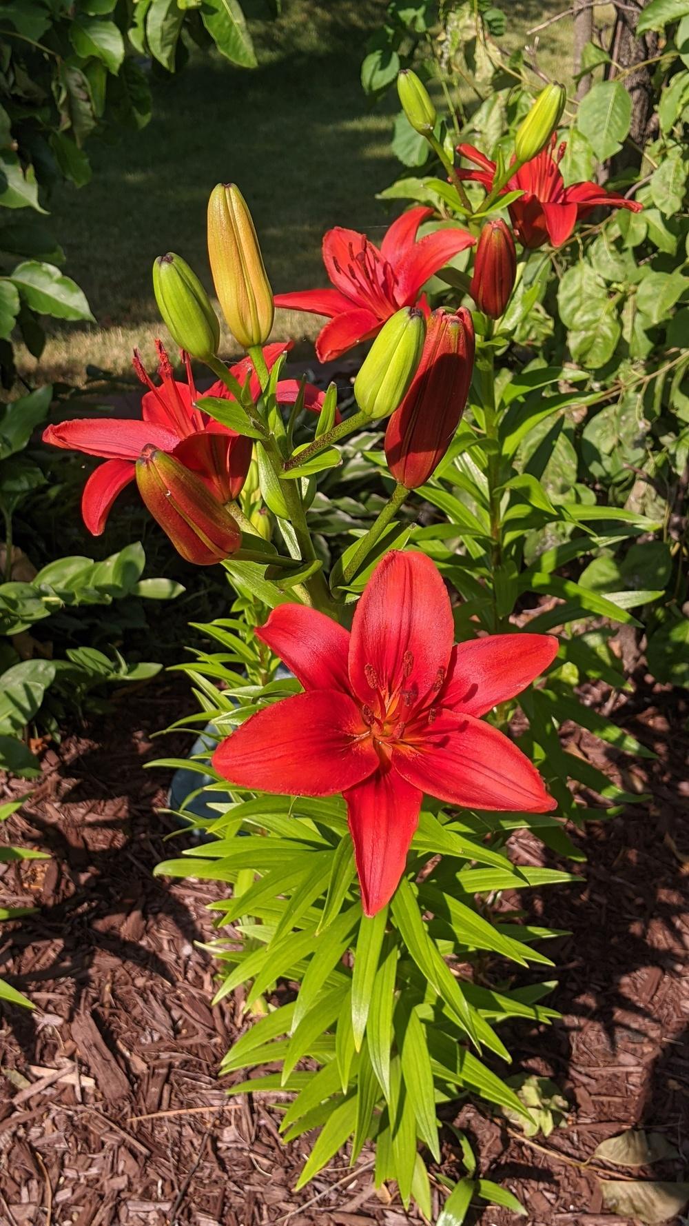 Lily (Lilium 'Red Power') in the Lilies Database - Garden.org