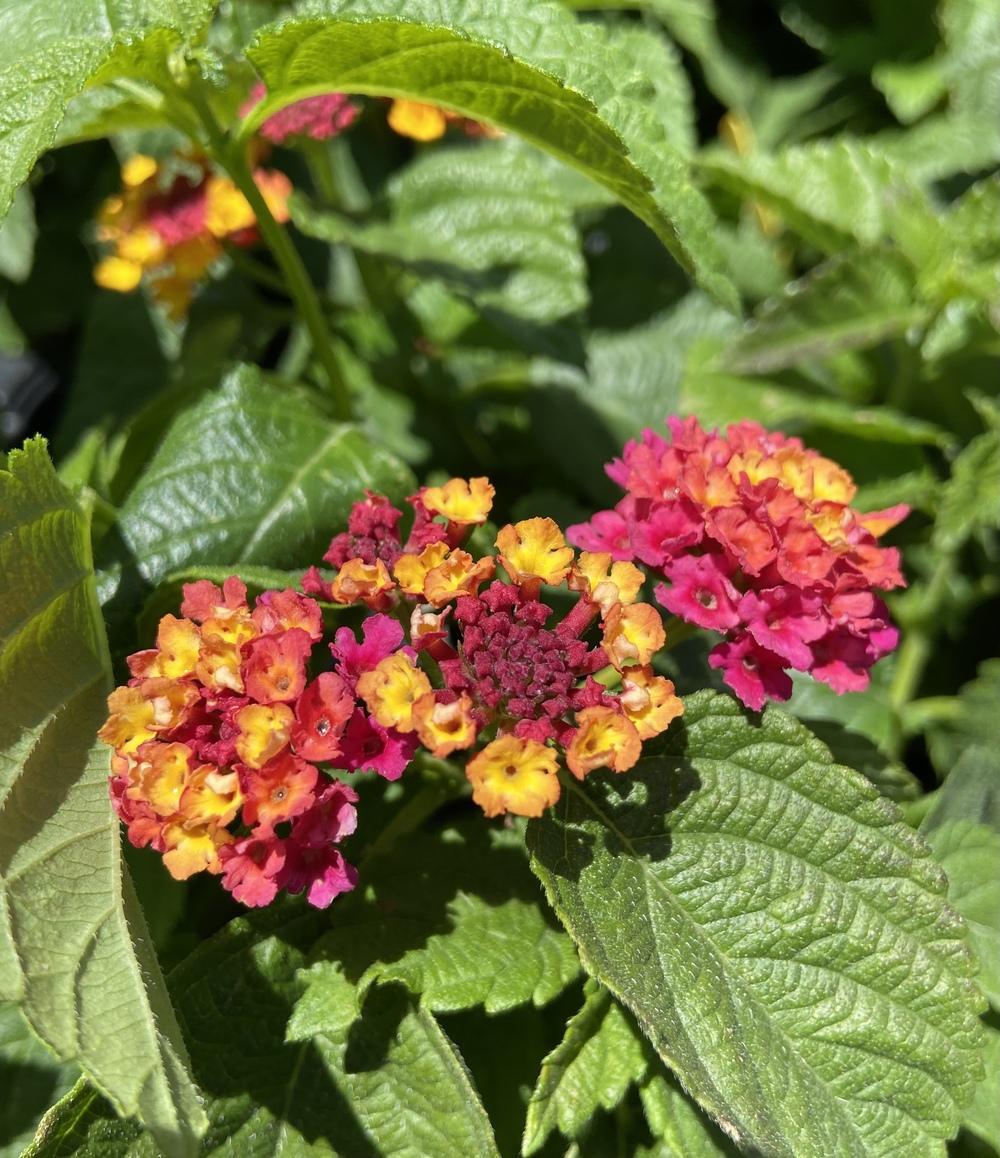 Lantana Bloomify™ Rose in the Lantanas Database - Garden.org