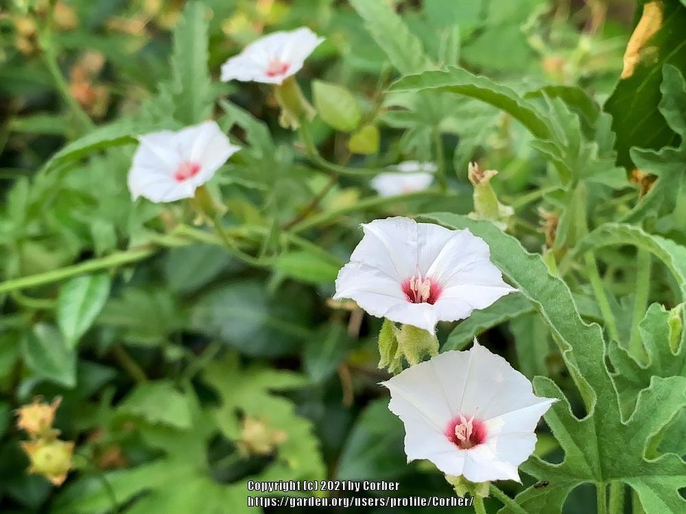 Texas Bindweed (Convolvulus equitans) - Garden.org
