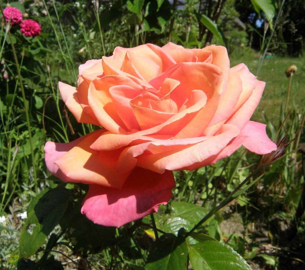 Rose (Rosa 'Royal Dane') in the Roses Database - Garden.org