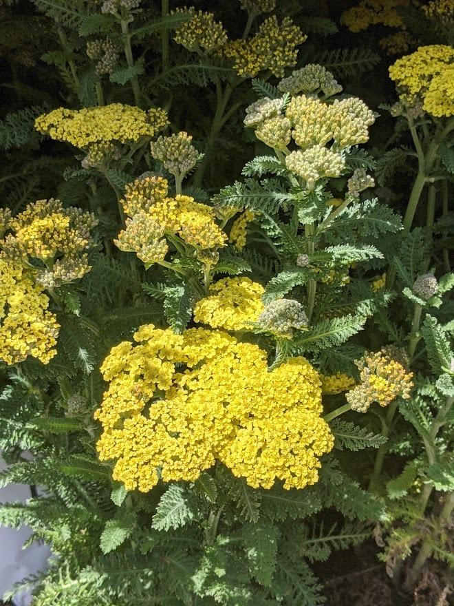 Yarrow (Achillea 'Firefly Sunshine') in the Yarrows Database - Garden.org
