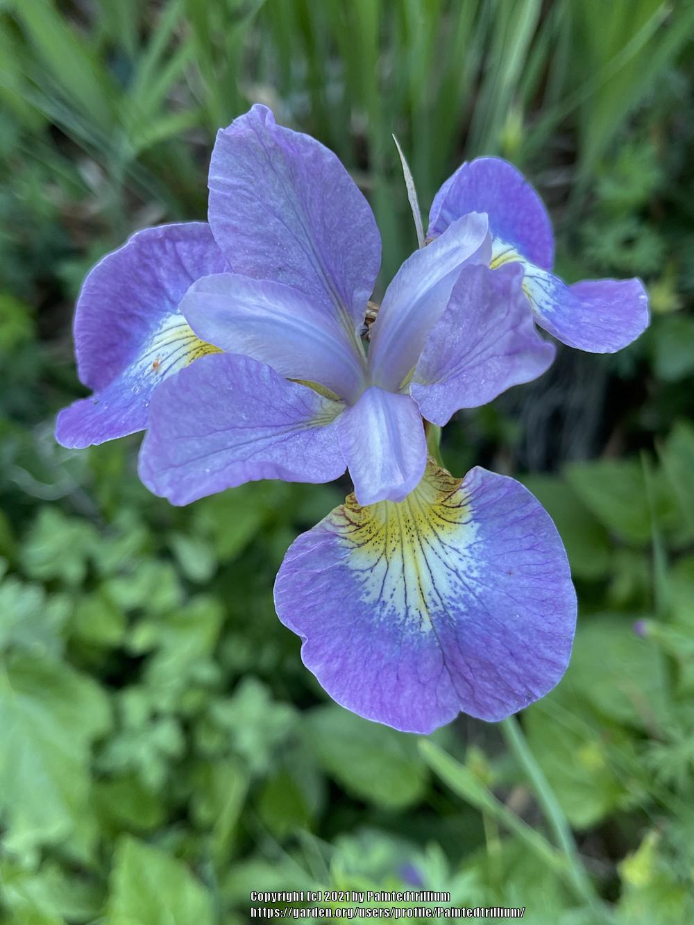 Siberian Iris (Iris 'Raspberry Rainbow') in the Irises Database ...