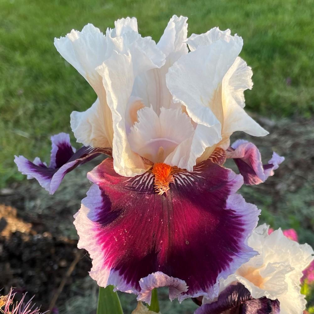 Tall Bearded Iris (Iris 'Crimson Cloud') in the Irises Database ...