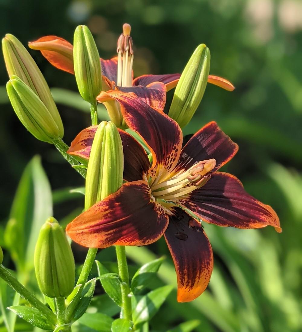 Photo of the bloom of Lily (Lilium 'Forever Susan') posted by Artsee1 ...