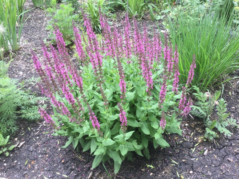 Salvia (Salvia x sylvestris 'Sensation Deep Rose') in the Salvias ...