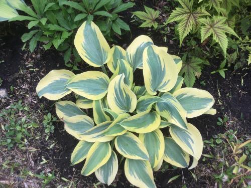 Hostas 2021 in the Hostas forum - Garden.org
