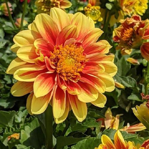 Dahlia Dalaya™ Shiva in the Dahlias Database - Garden.org