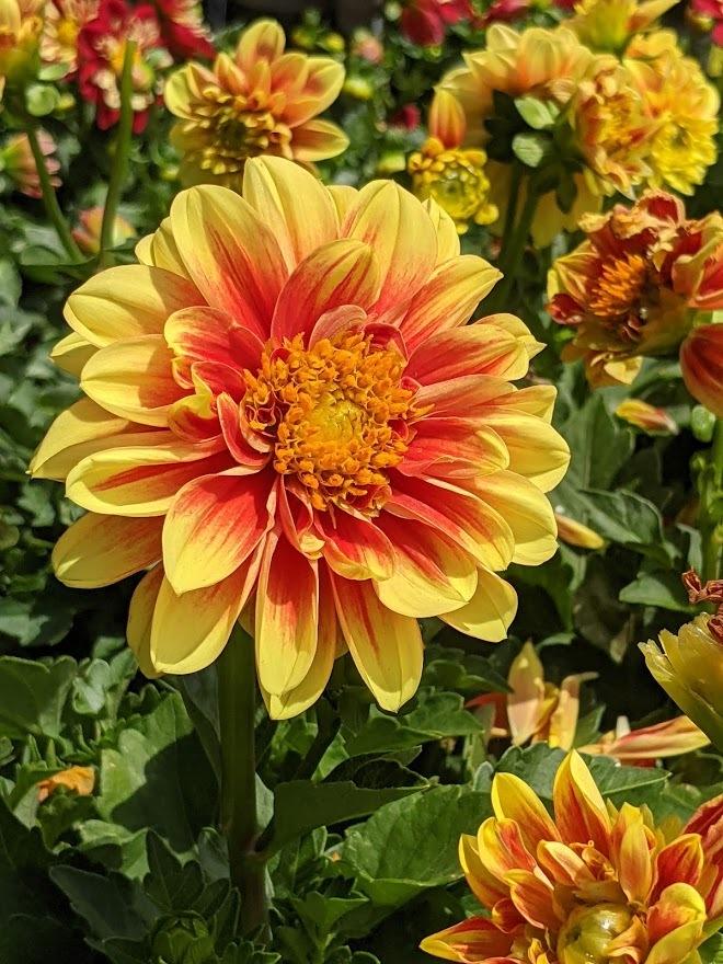 Dahlia Dalaya™ Shiva in the Dahlias Database - Garden.org