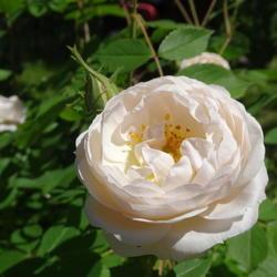 Rose (Rosa 'El Ariana') in the Roses Database - Garden.org