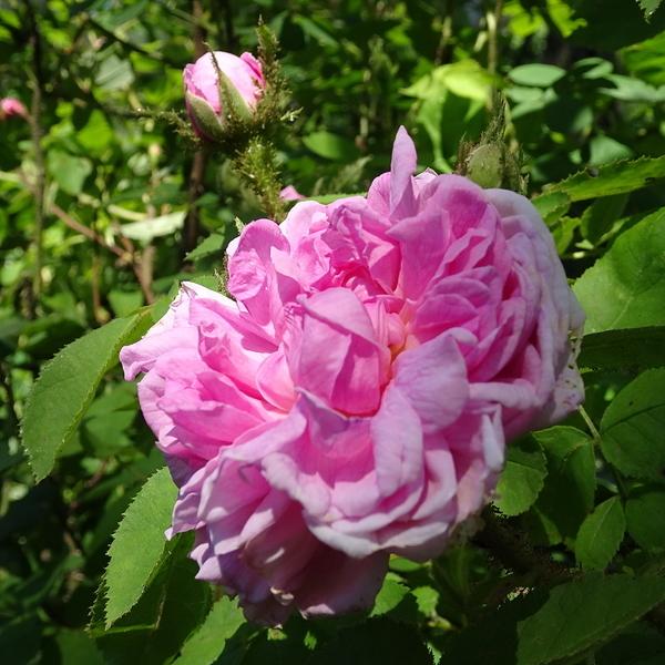 Photo of the bloom of Rose (Rosa 'Salet') posted by Orsola - Garden.org