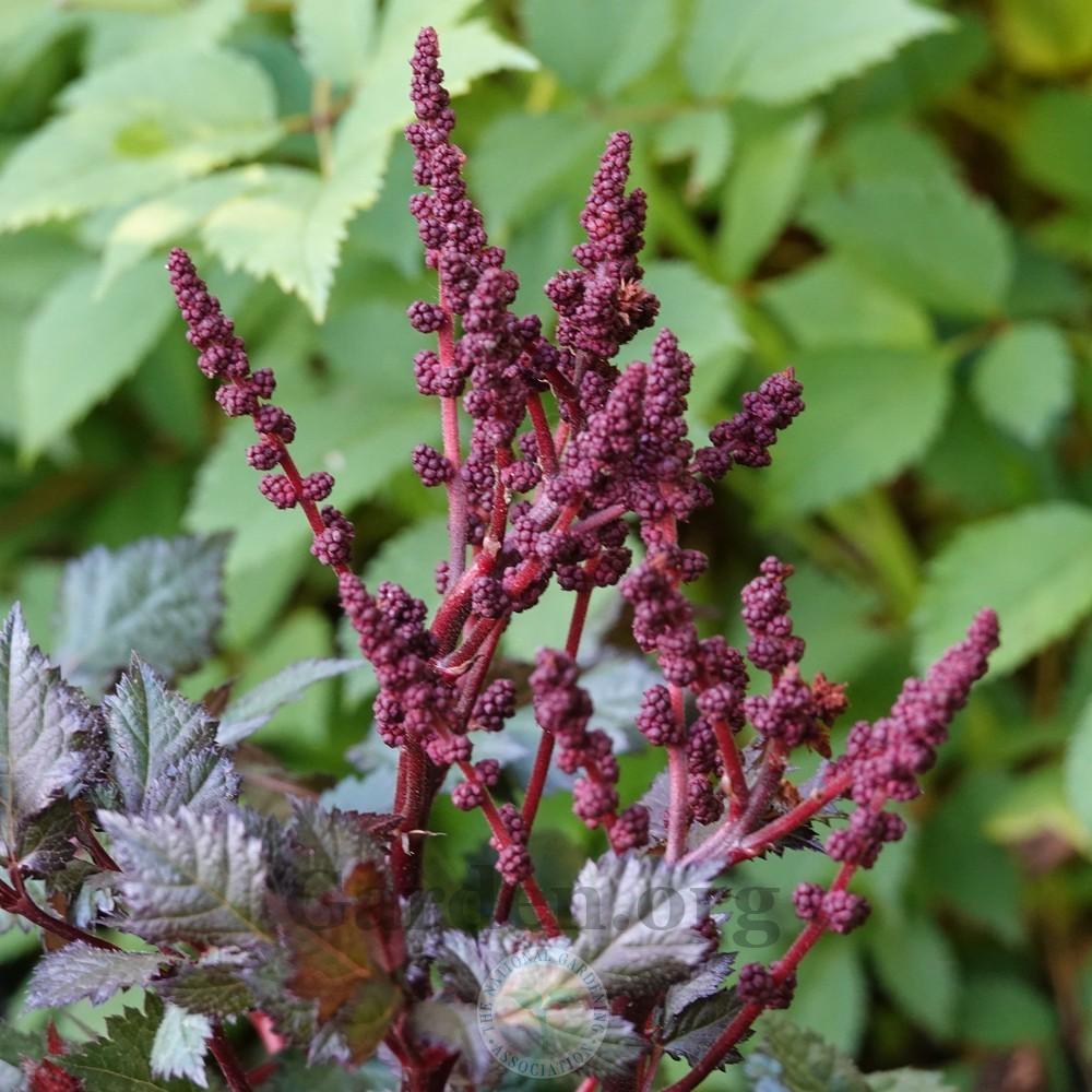 Astilbe (Astilbe rubra 'Visions Volcano') in the Astilbes Database ...