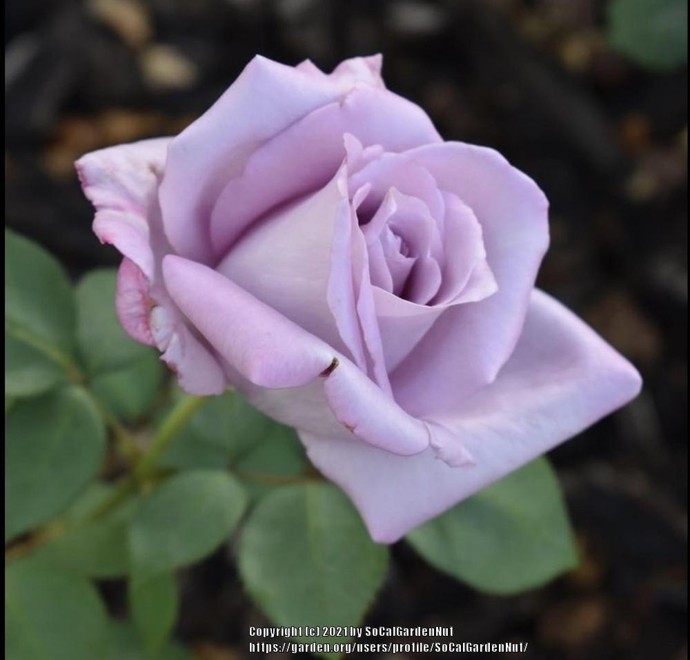 Most consistent lavender-colored rose in the Roses forum - Garden.org