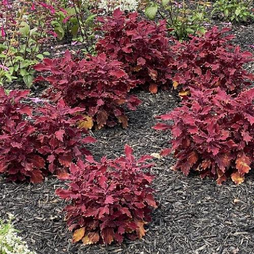 Coleus (Coleus scutellarioides ColorBlaze® Royale Cherry Brandy™) in ...